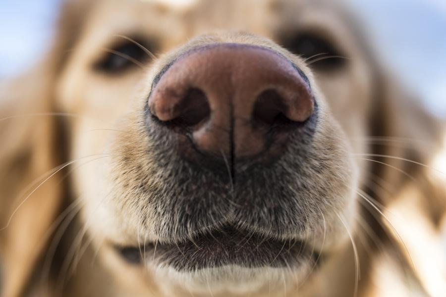 L'odorat du chien : existe-t-il des différences entre races de chiens ? - Blog animaux par Lucas