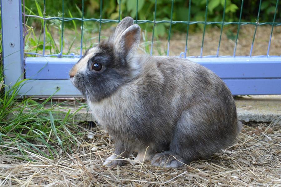 Lapin peureux, que faire pour le rassurer et le désangoisser